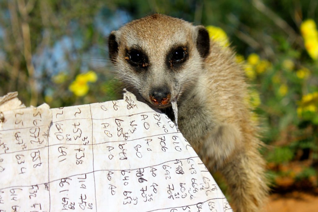 KMP Meerkats – FKMP