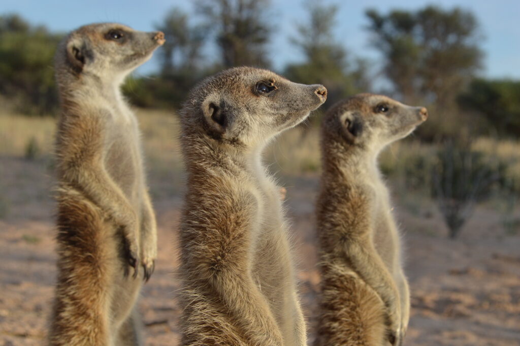 2020-09 September Life History File – FKMP