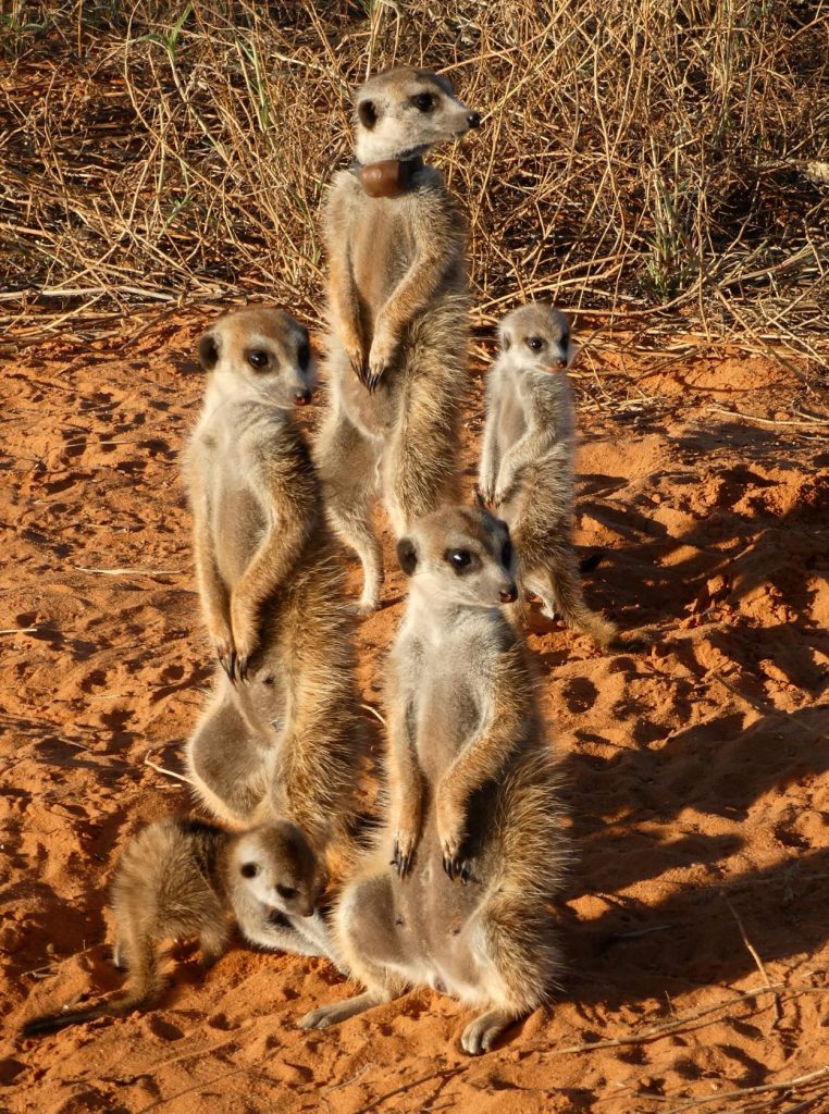 September 2022 Life History File – FKMP