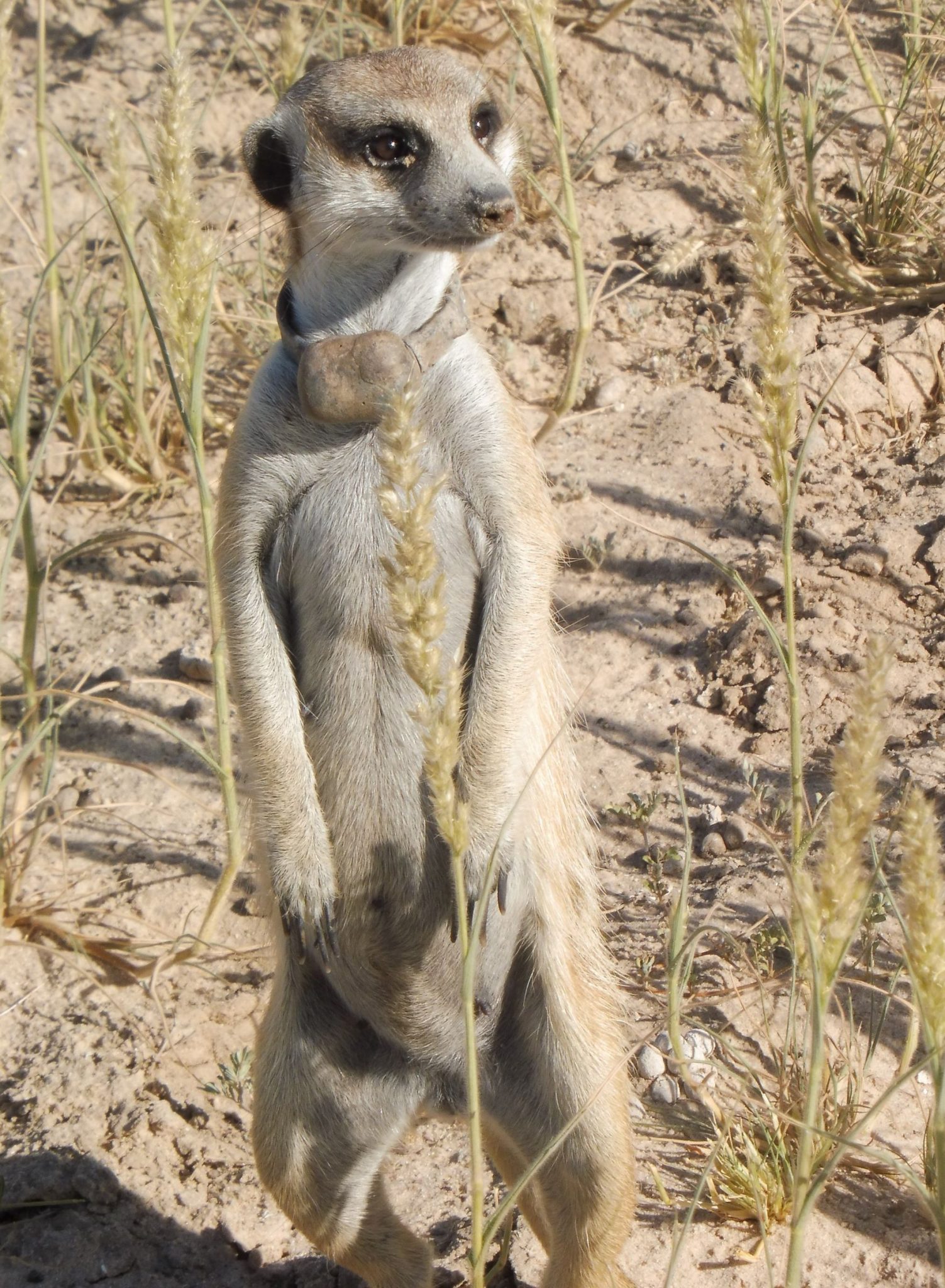 October 2022 Life History File – FKMP