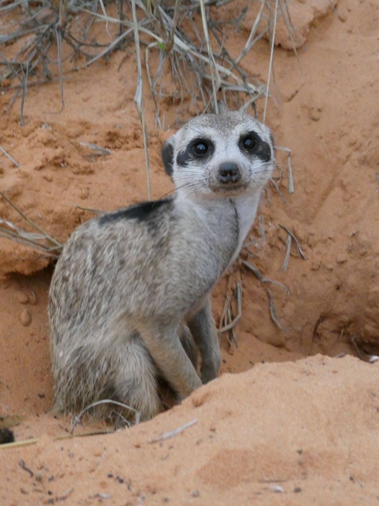 November 2022 Life History File – FKMP