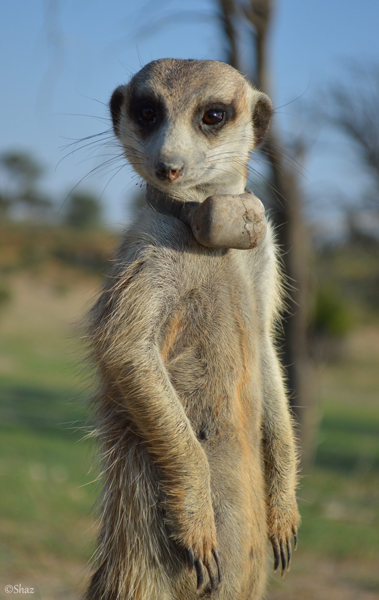 January 2023 Life History File – FKMP