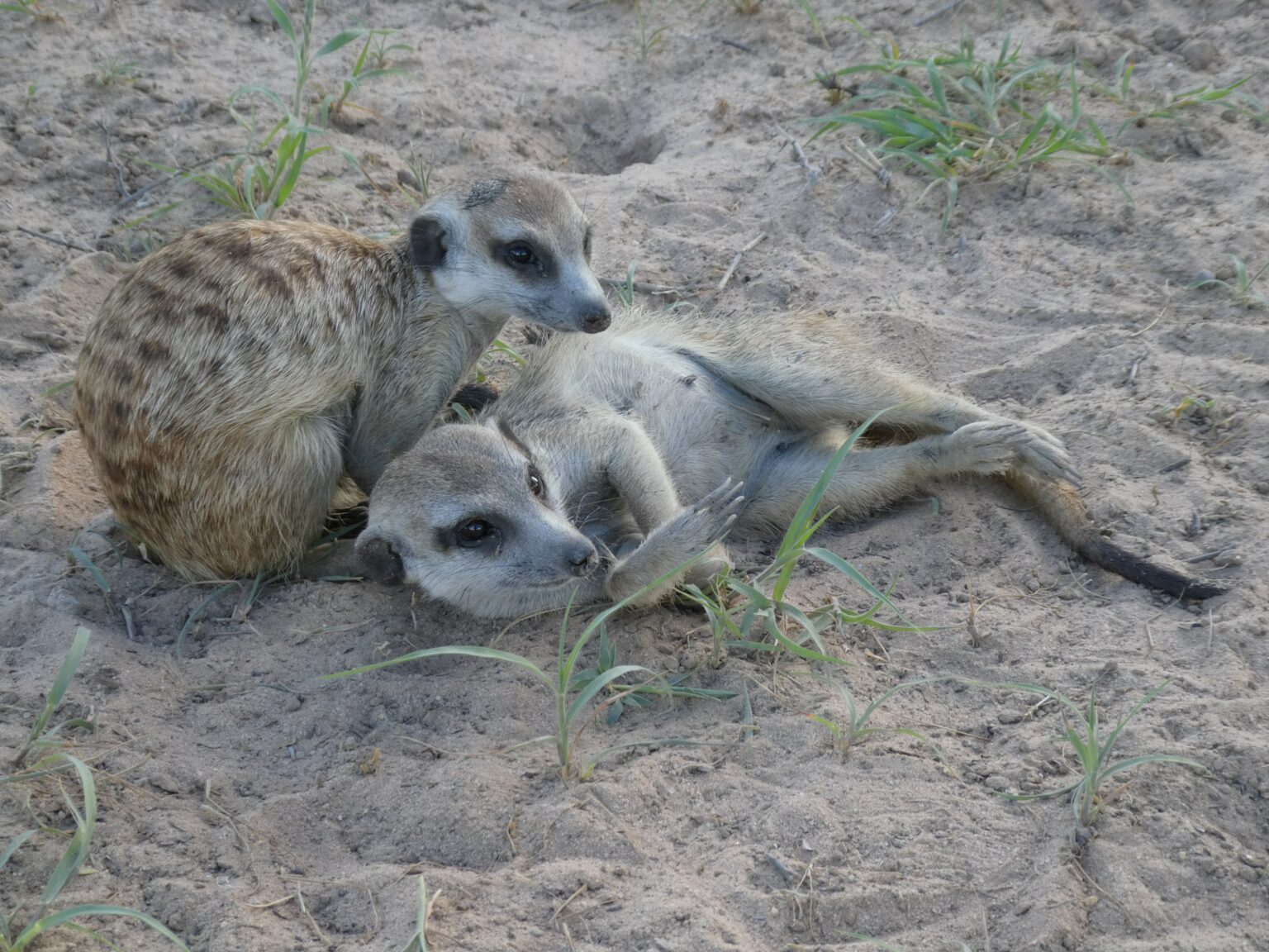 May 2024 Life History File – FKMP